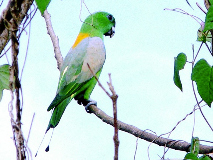 Golden-mantled Racquet-tail - Prioniturus platurus - Birds of the World
