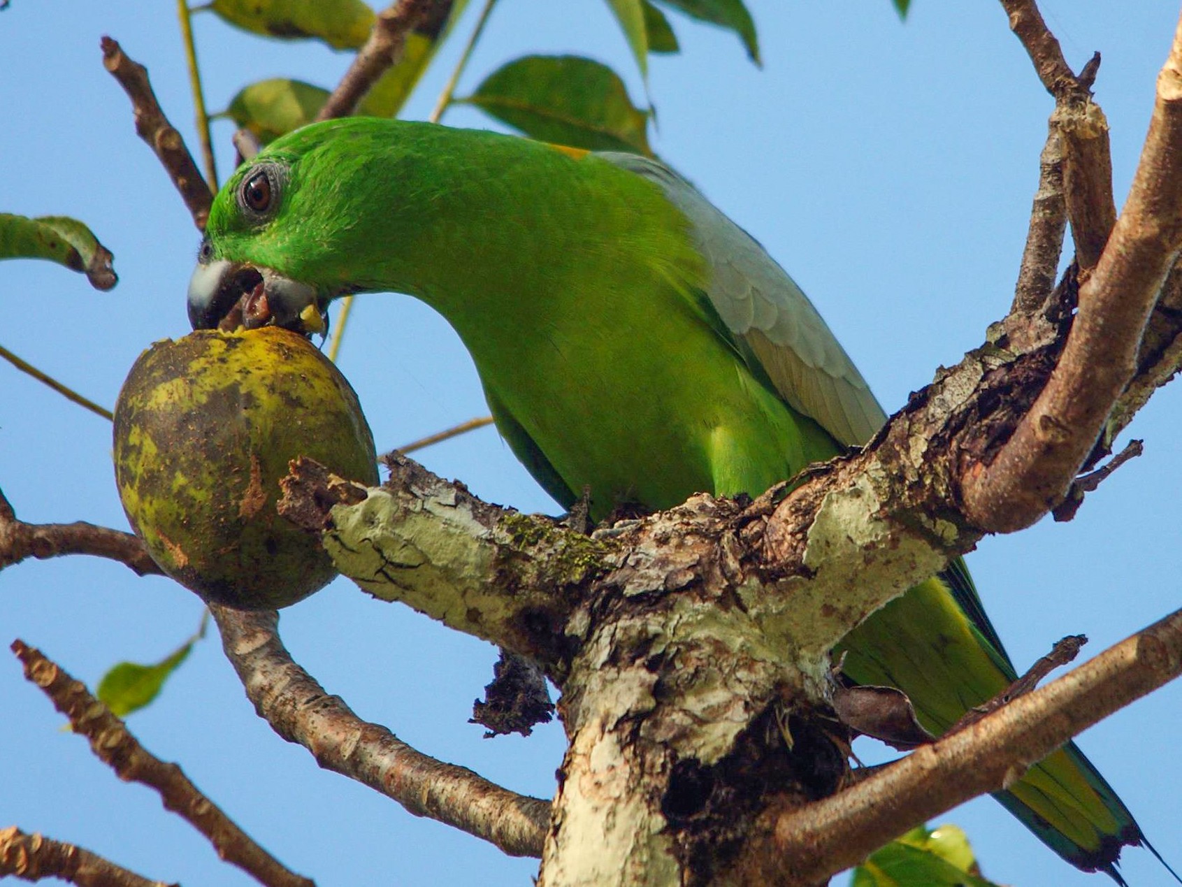 Golden-mantled Racquet-tail - eBird