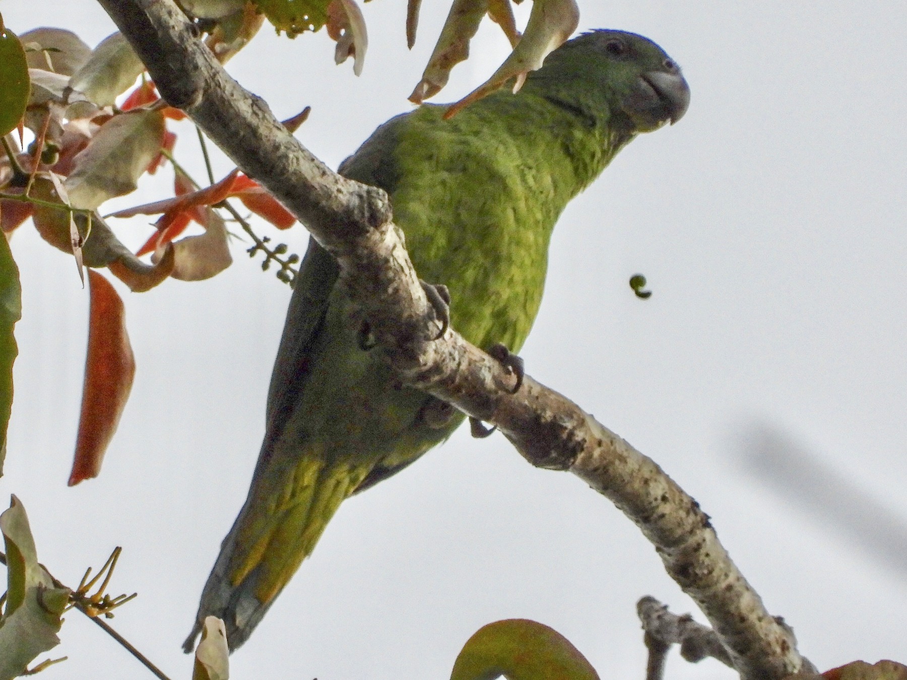 Golden-mantled Racket-tail - eBird