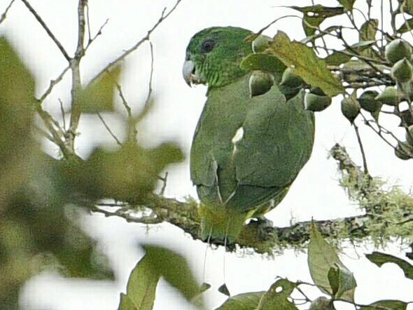 Mindanao Racket-tail - eBird