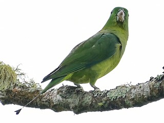 Mindanao Racquet-tail - Prioniturus waterstradti - Birds of the World