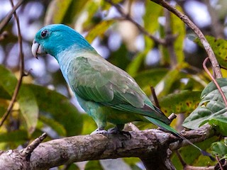 Blue-headed Racquet-tail - eBird