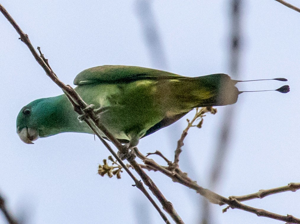 Blue-headed Racquet-tail - eBird