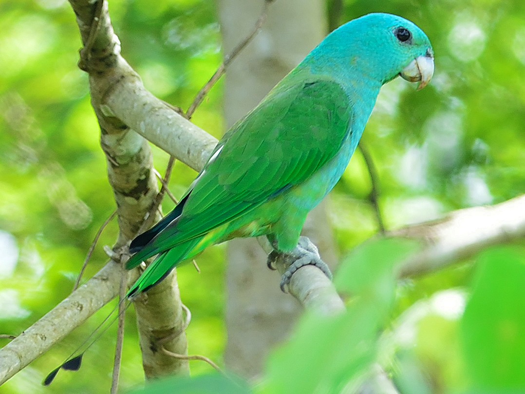 Blue-headed Racquet-tail - eBird