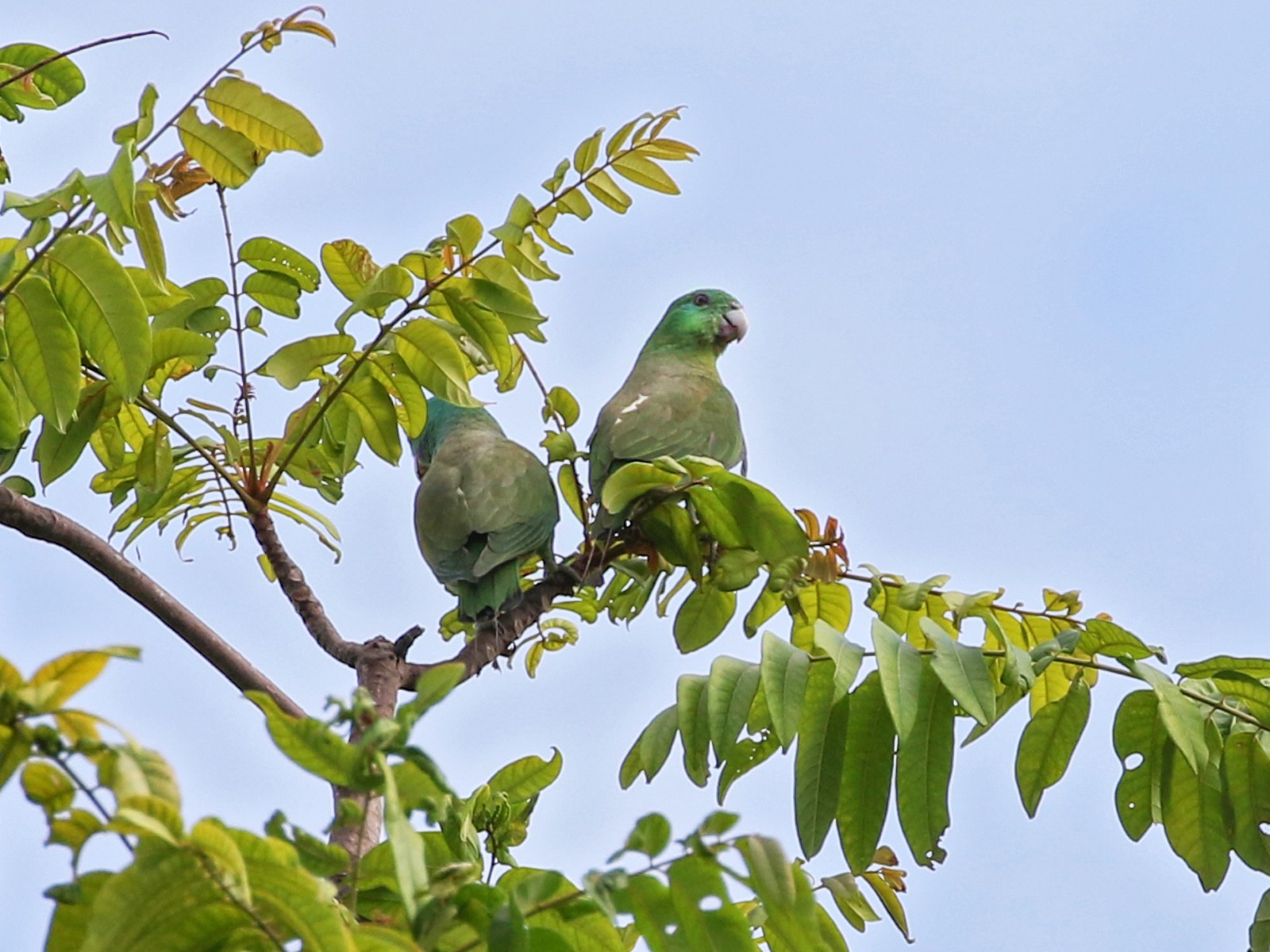 Blue-headed Racket-tail - eBird