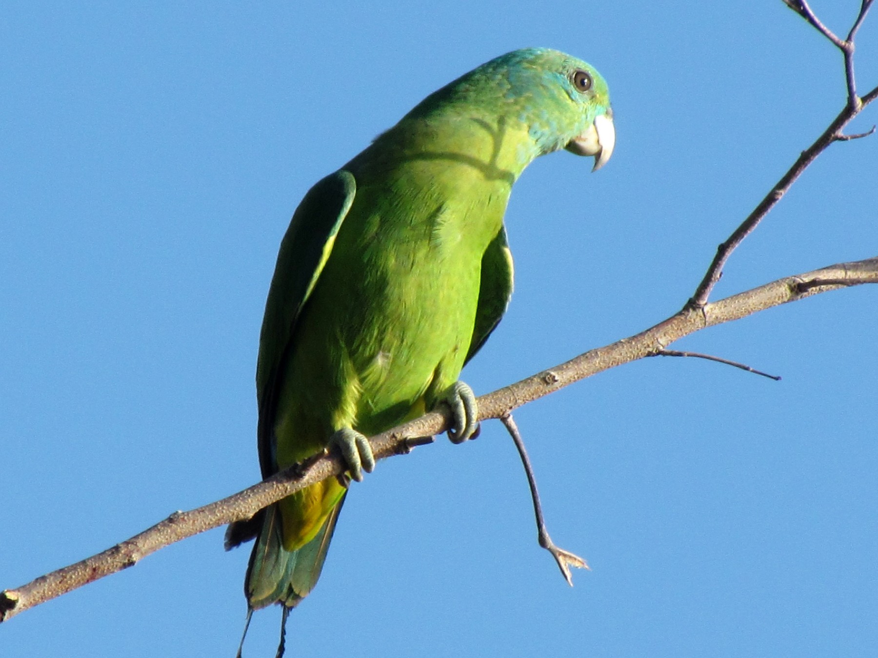 Blue-headed Racquet-tail - eBird
