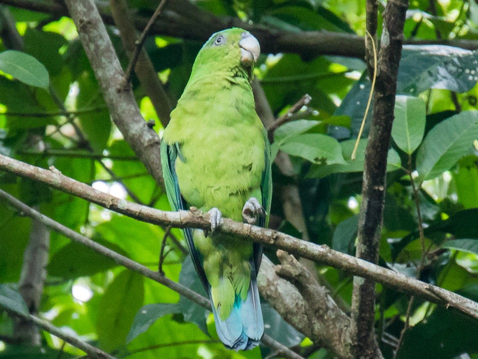 Mindoro Racquet-tail - eBird