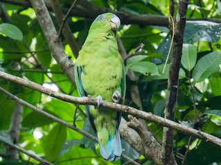 Mindoro Racquet-tail - eBird