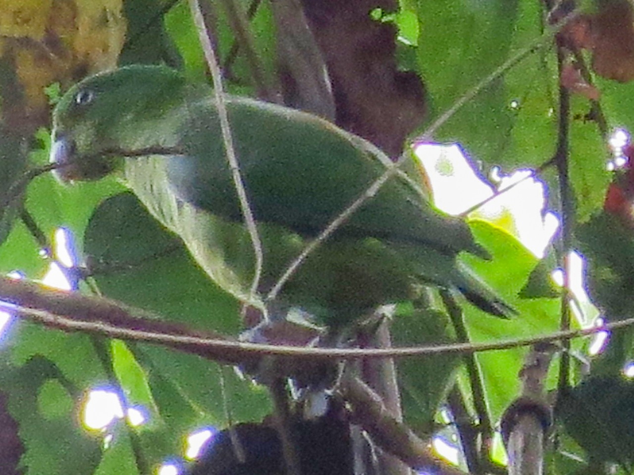Lorito Momoto de Mindoro - eBird