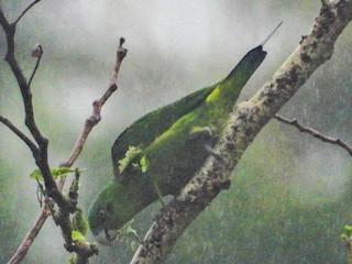 Mindoro Racquet-tail - eBird