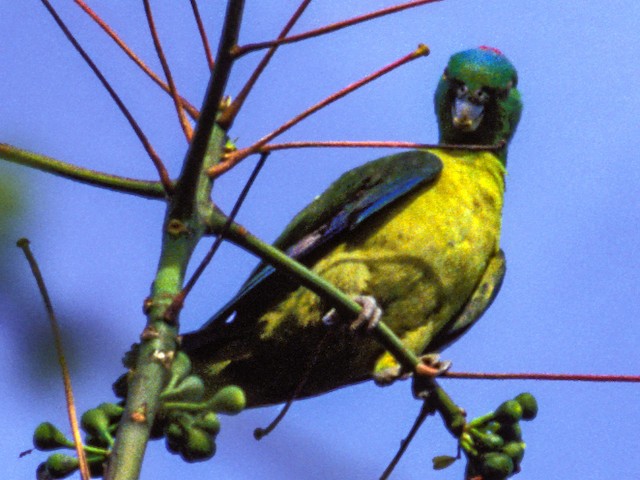 Photos - Blue-winged Racquet-tail - Prioniturus verticalis - Birds of ...