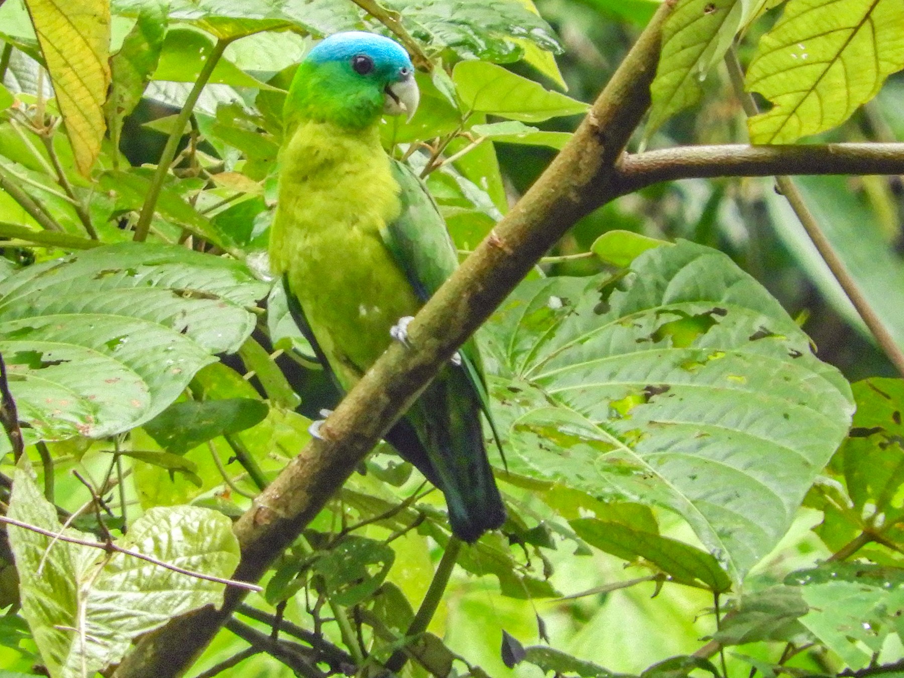 Blue-crowned Racquet-tail - eBird