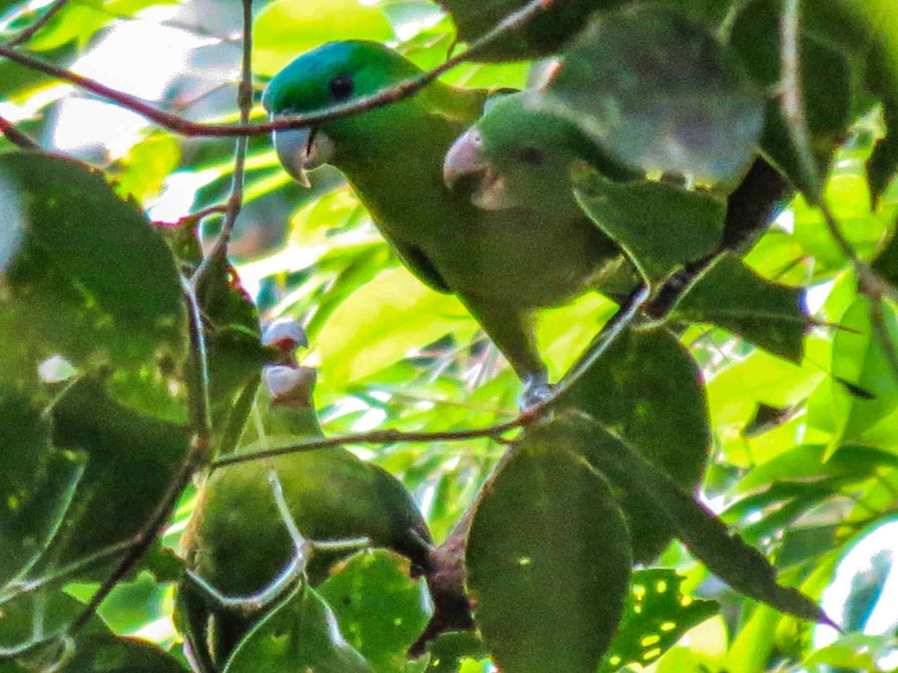 blue-crowned racquet-tail - eBird
