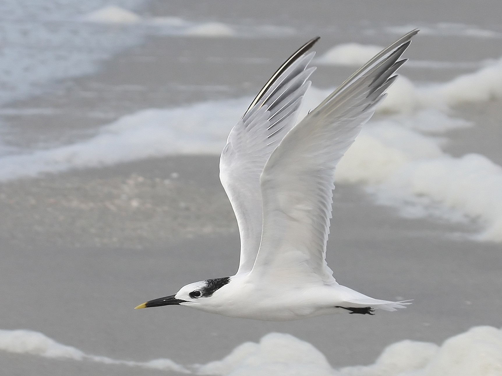 Gaviotín Pico Amarillo - eBird