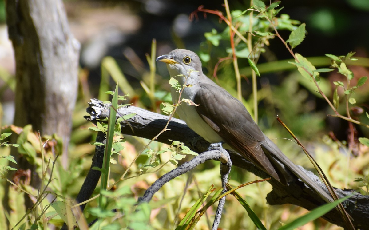 eBird Checklist - 25 Sep 2021 - PN de la Pte-aux-Prairies--Secteur Bois ...
