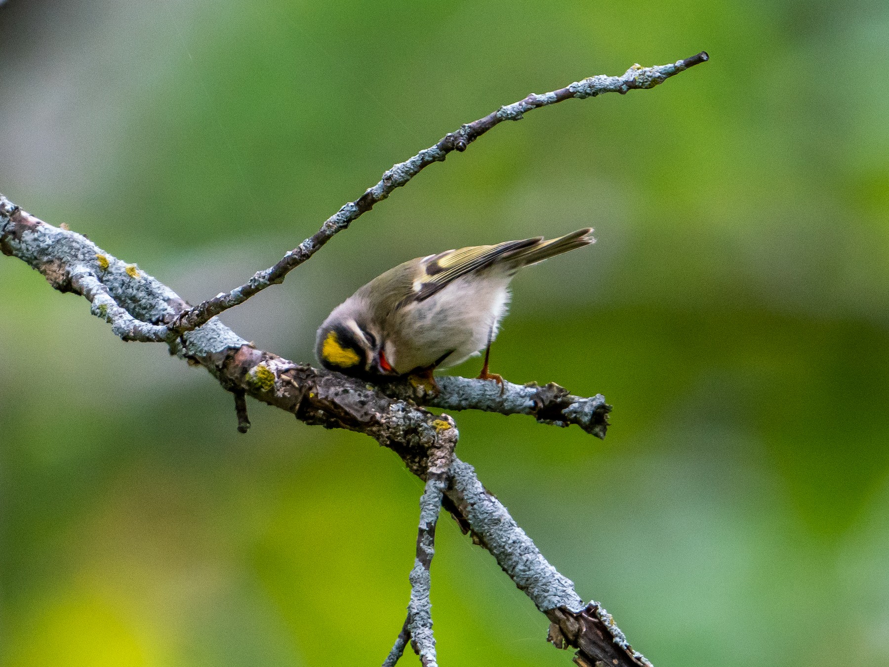 Ruby-crowned/Golden-crowned Kinglet - eBird