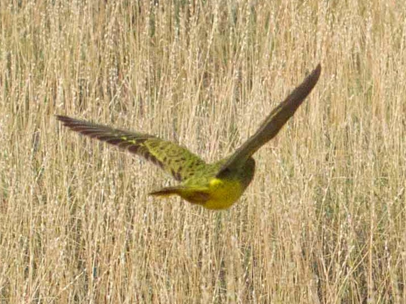 Night Parrot - eBird