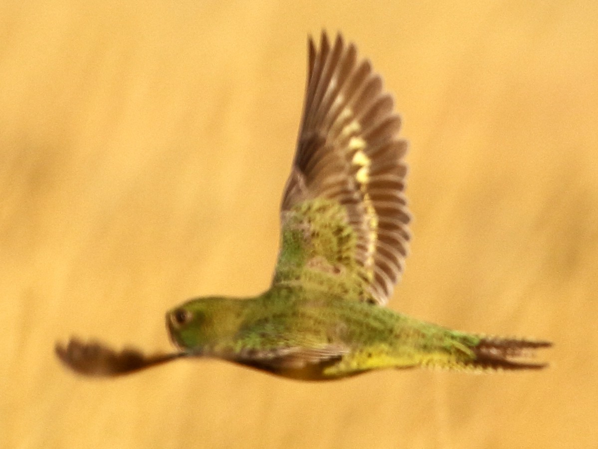 Night Parrot - eBird