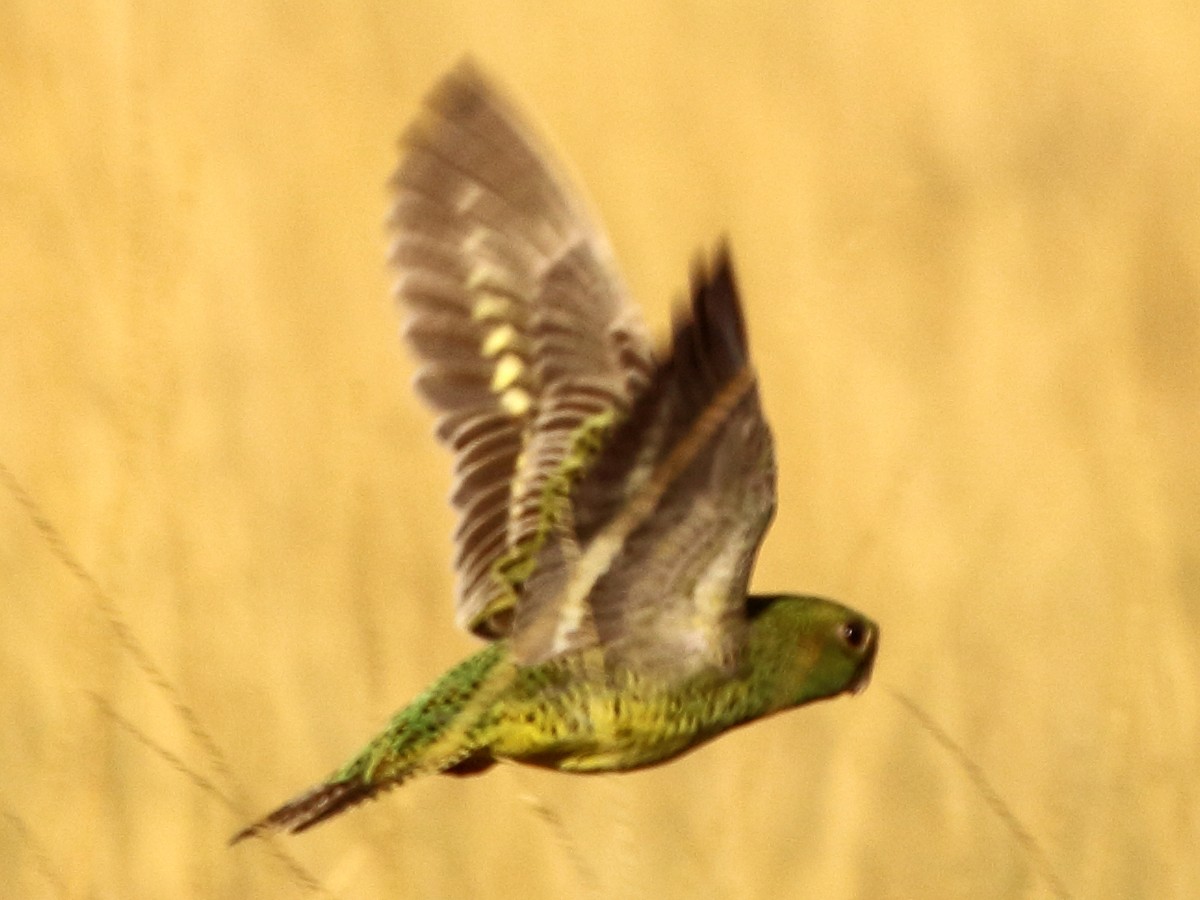 Night Parrot - Pezoporus occidentalis - Birds of the World