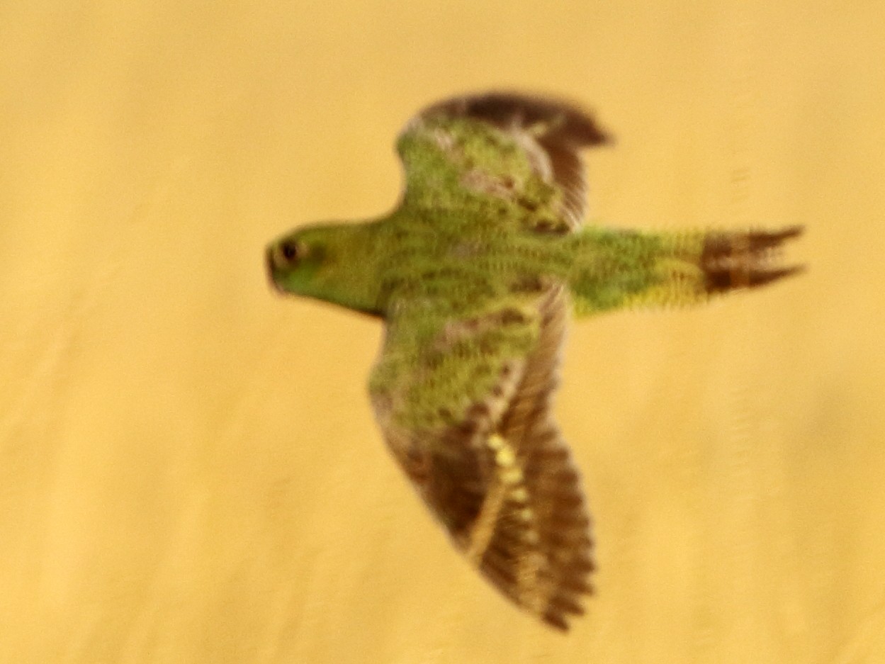 Night Parrot - eBird