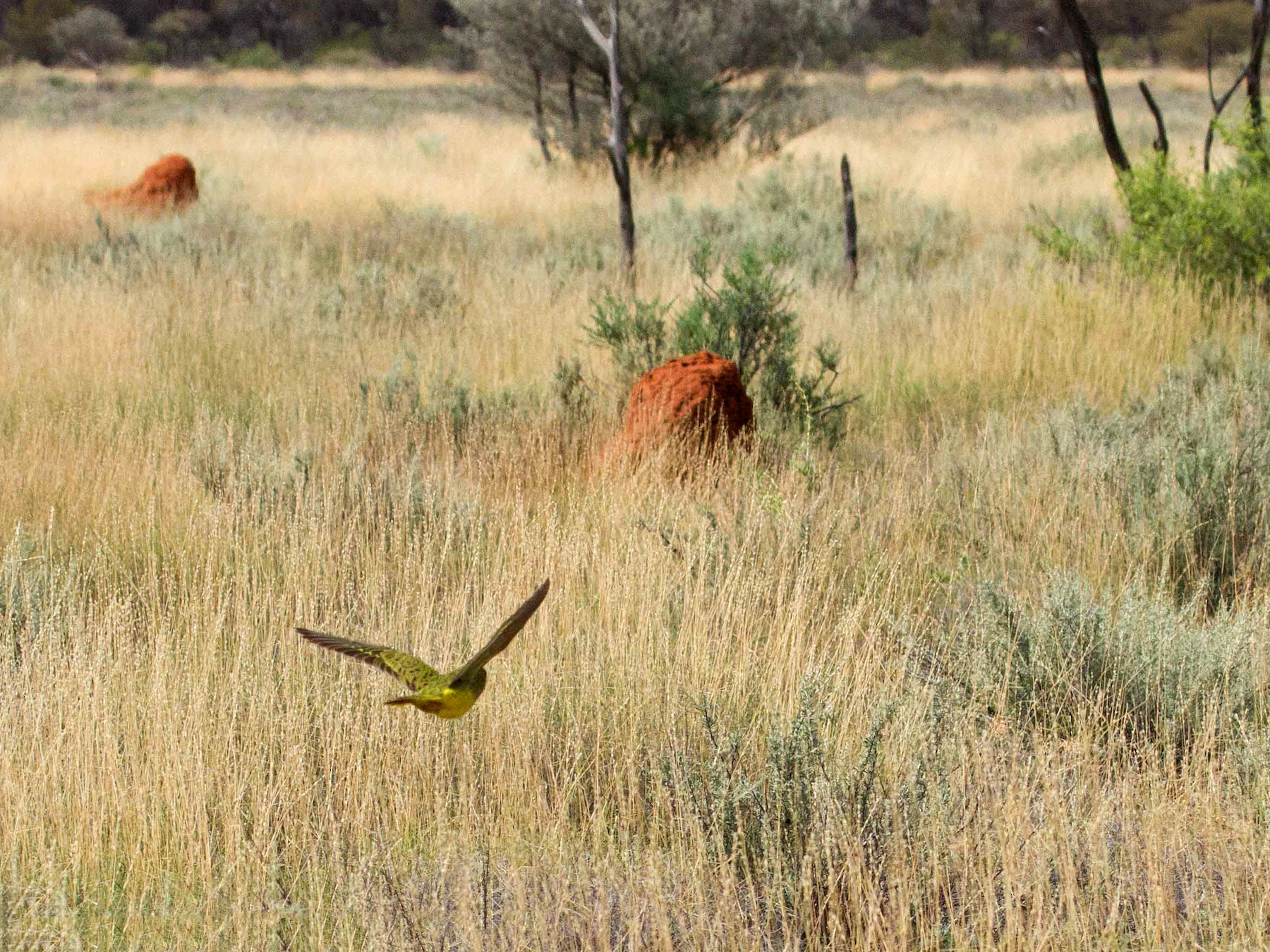 Night Parrot - eBird