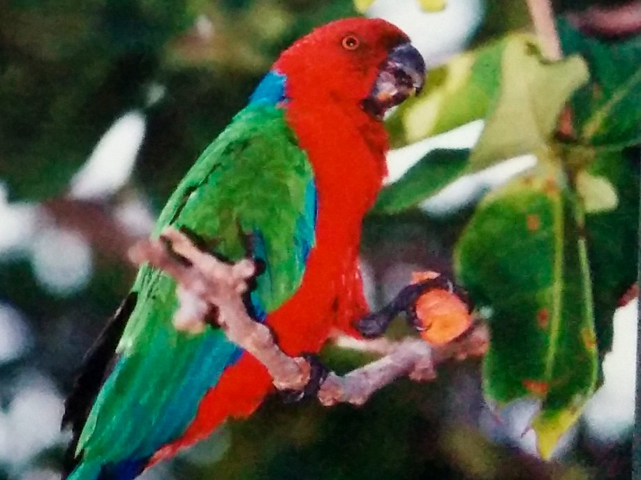 Crimson Shining-Parrot - eBird