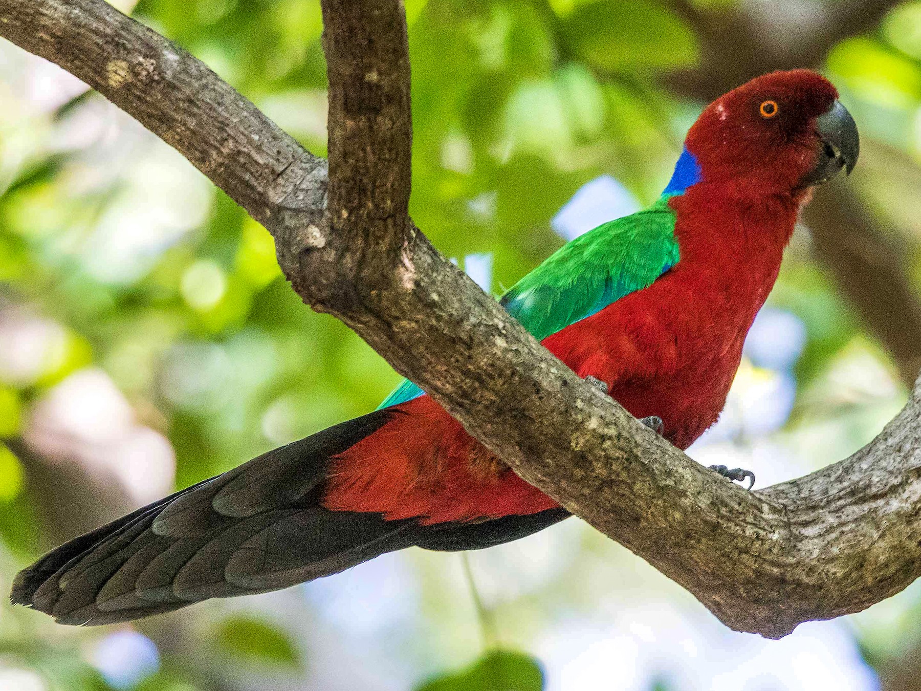 Crimson Shining Parrot - eBird