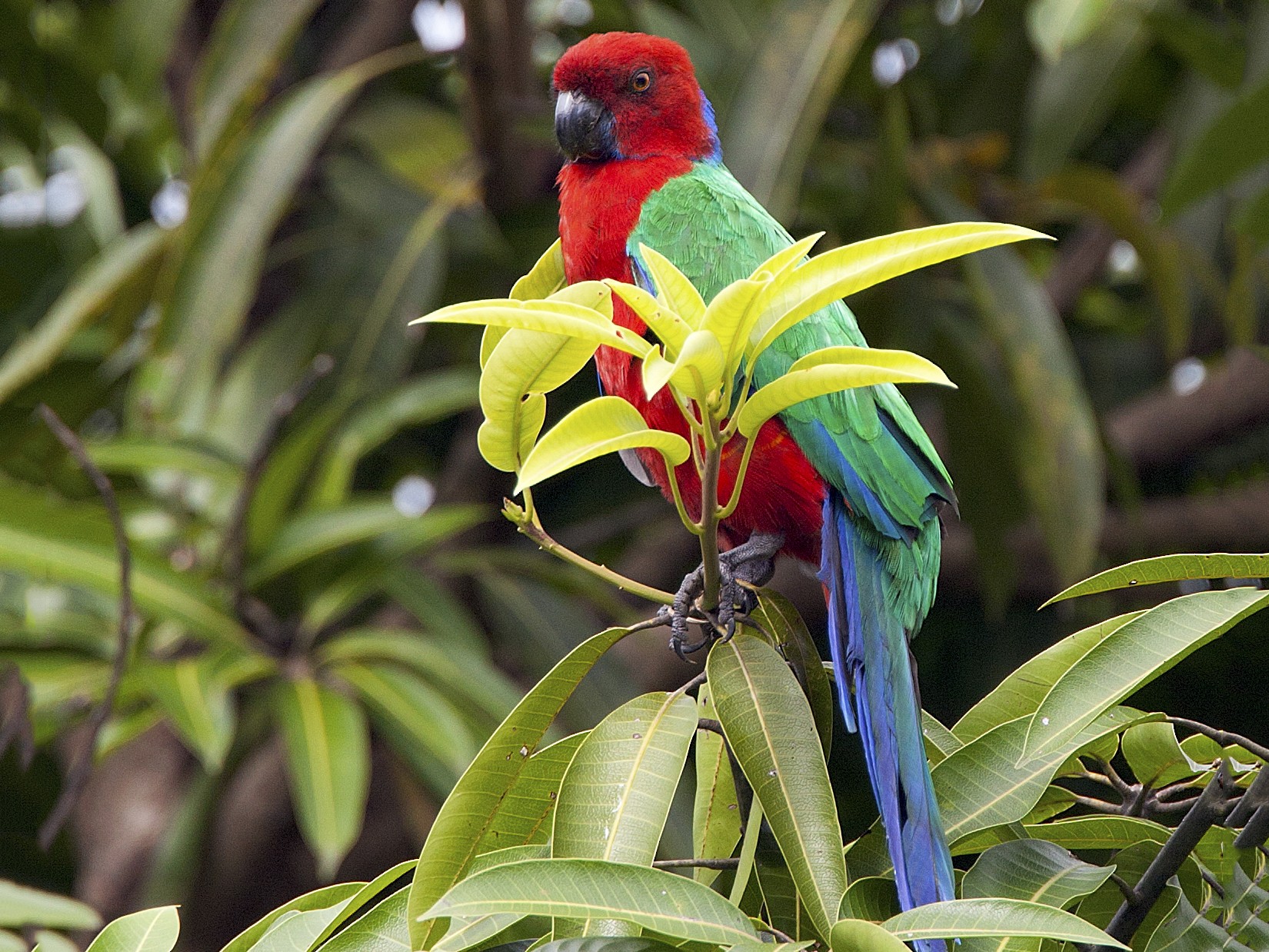Crimson Shining-Parrot - eBird