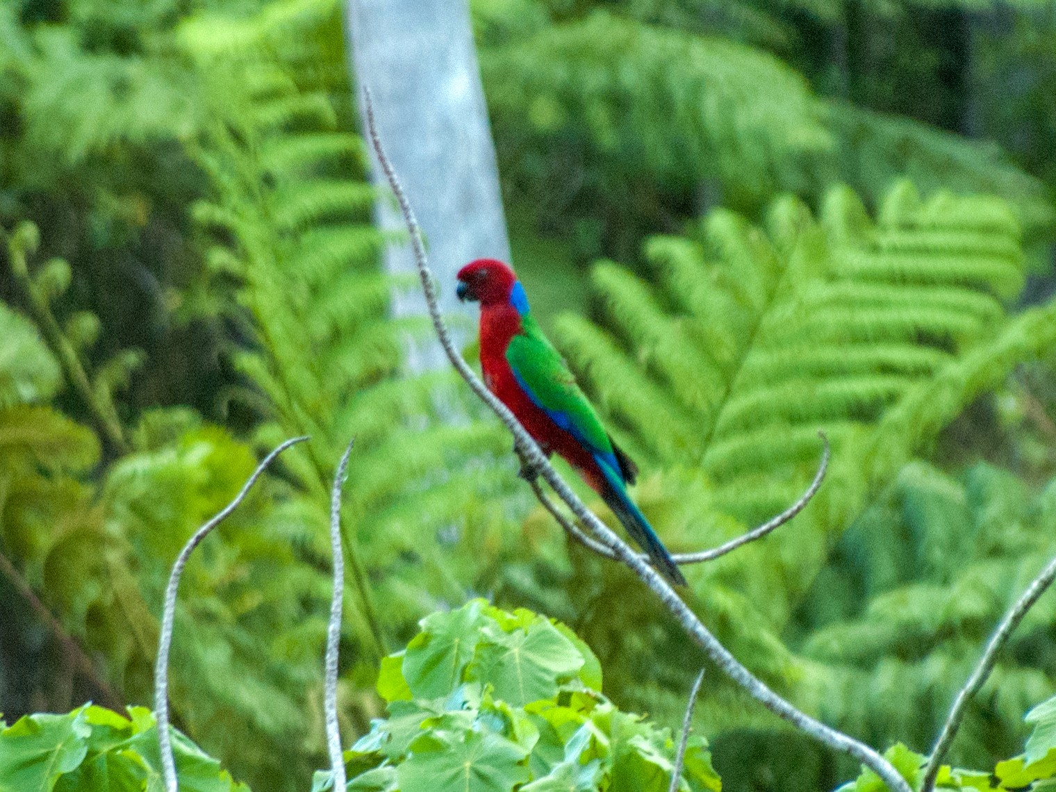 Crimson Shining-Parrot - eBird
