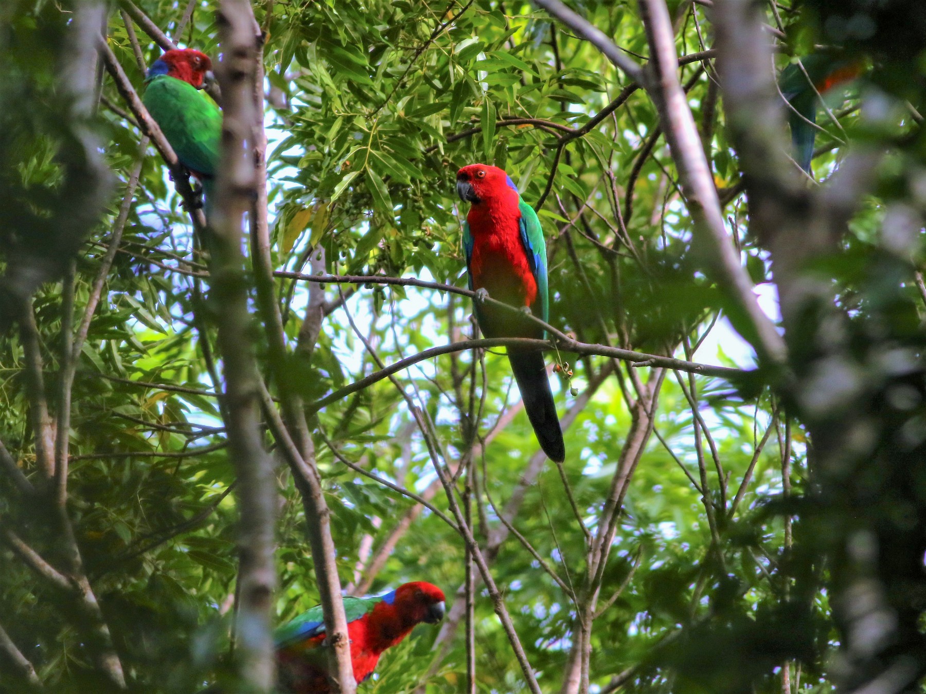 Crimson Shining-Parrot - eBird