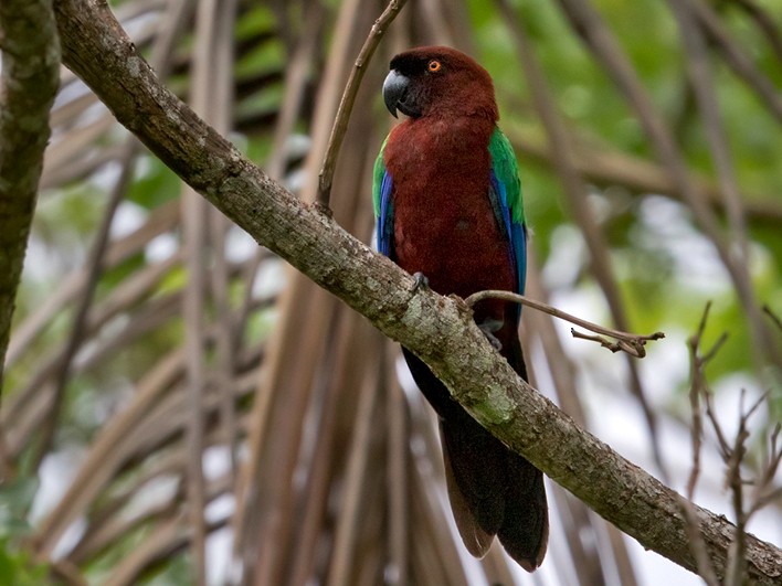 red shining-parrot - eBird