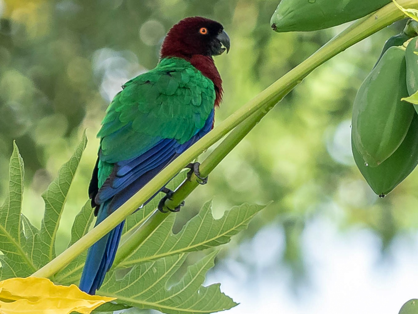 Red Shining-Parrot - eBird