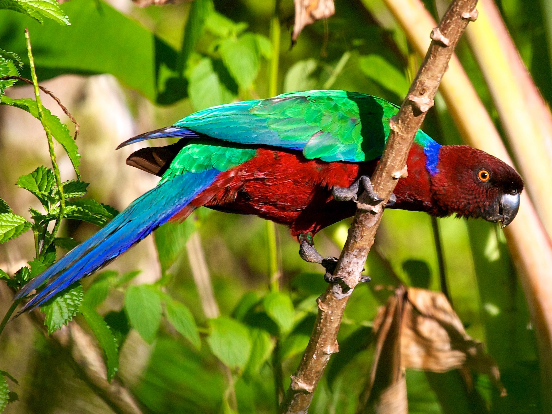 Red Shining-Parrot - eBird
