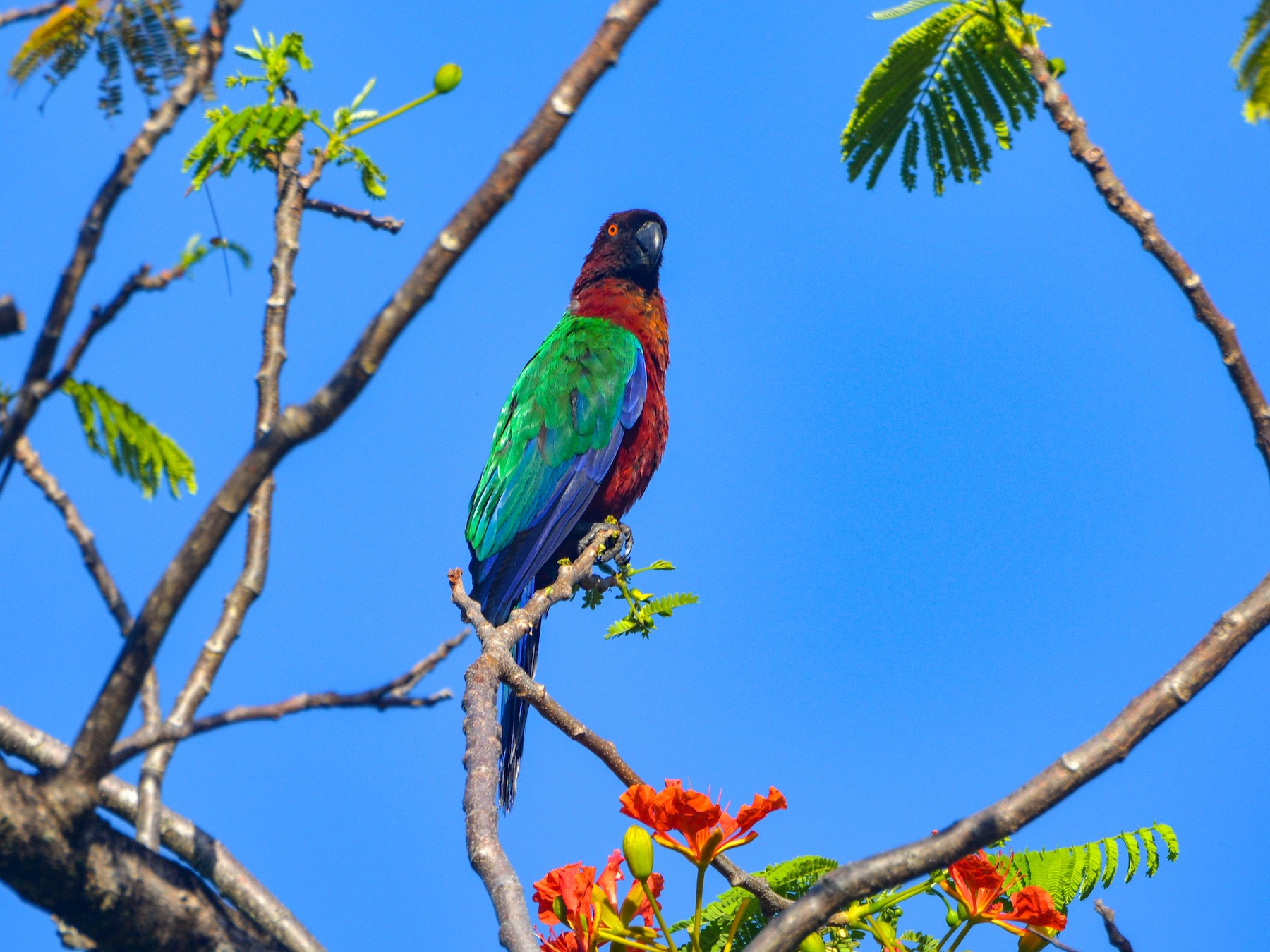Red Shining-Parrot - eBird