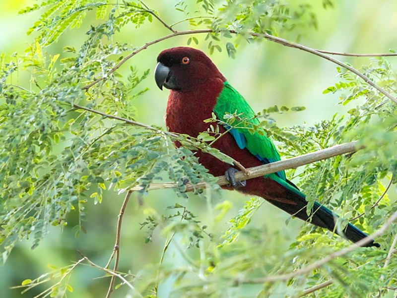 Red Shining-Parrot - eBird