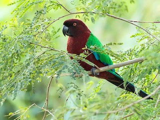 Maroon Shining Parrot - eBird