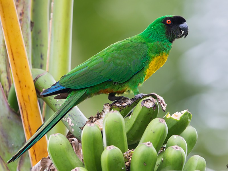 Masked Shining-Parrot - eBird