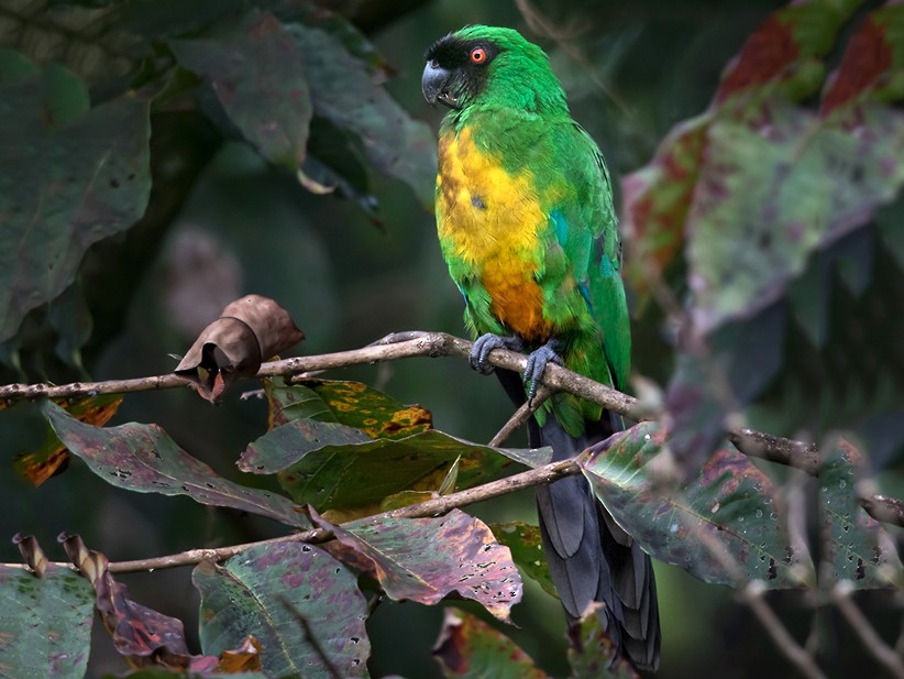 Masked Shining Parrot - eBird