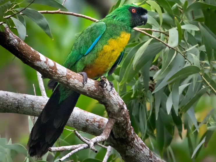 Masked Shining-Parrot - eBird