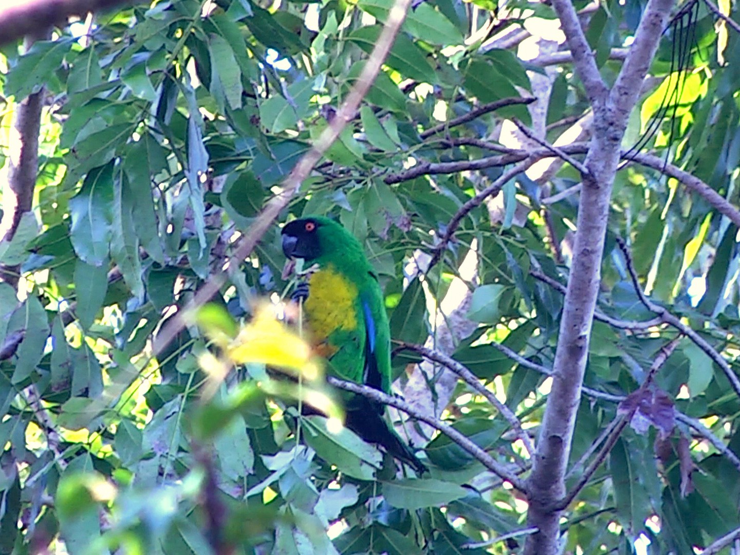 Masked Shining-Parrot - eBird
