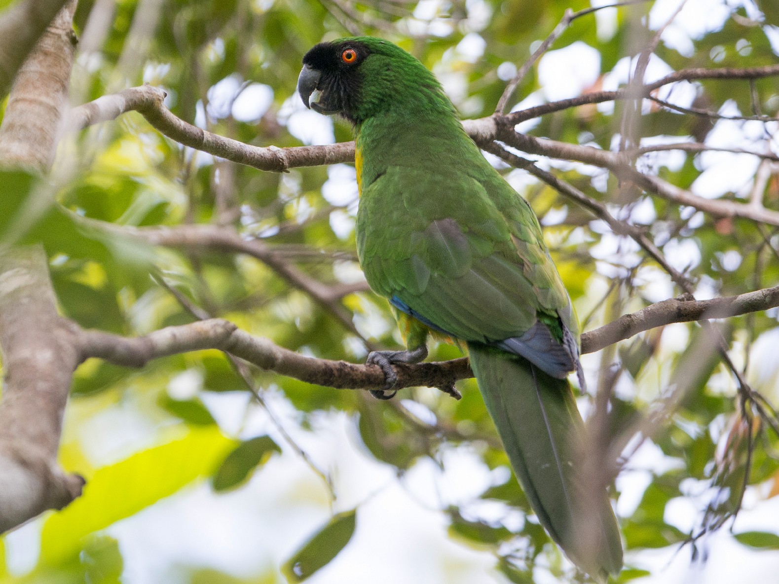 Masked Shining-Parrot - eBird