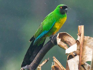 Masked Shining-Parrot - eBird