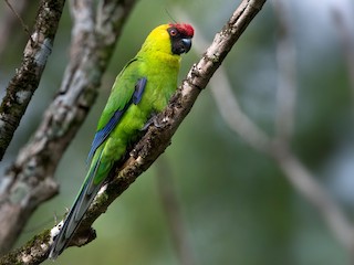 Horned Parakeet - eBird