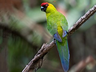 Horned Parakeet - eBird