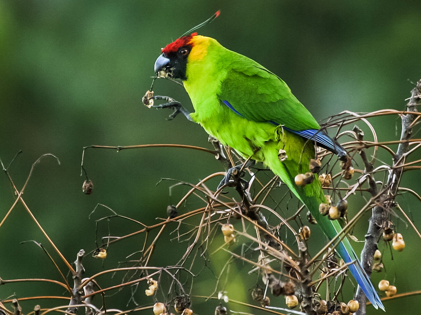 Horned Parakeet - eBird