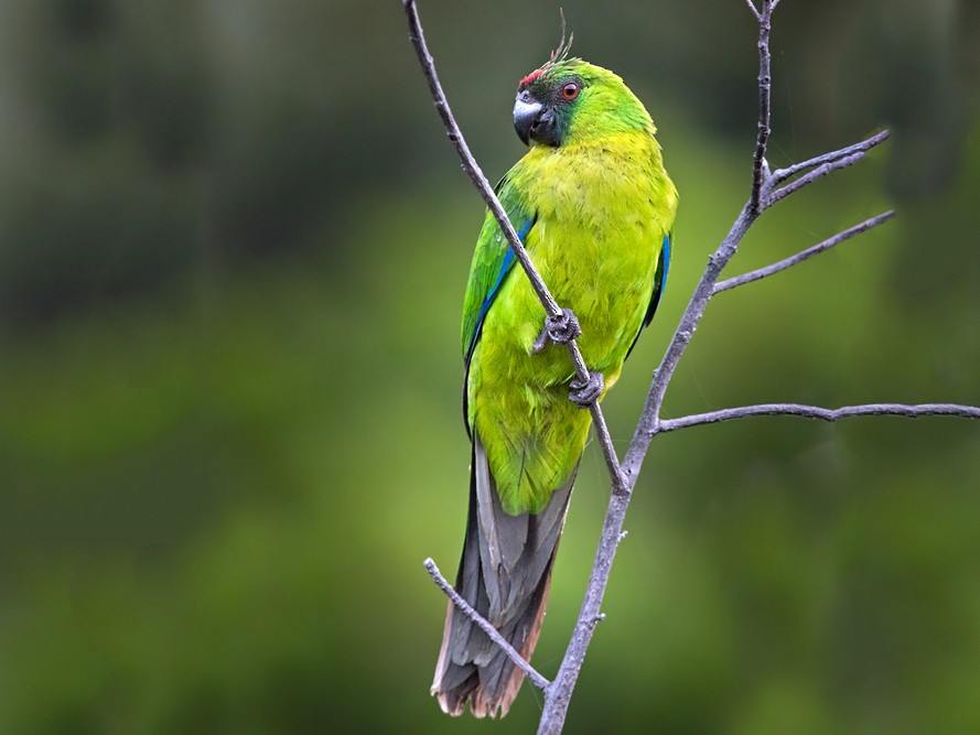 Ouvea parakeet - eBird