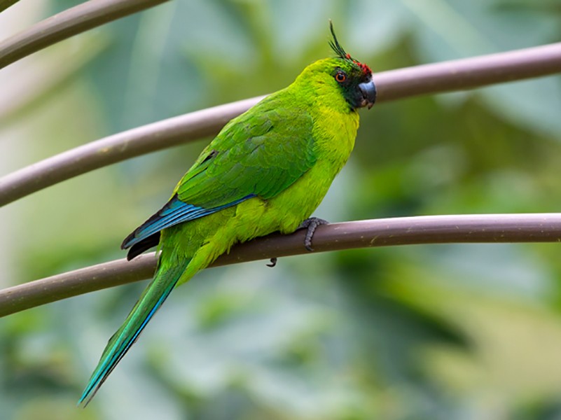 Ouvea parakeet - eBird