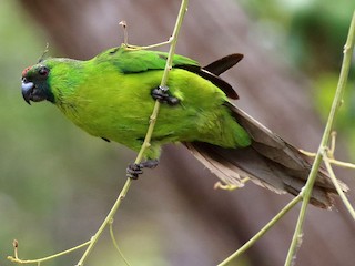 Ouvea Parakeet - eBird
