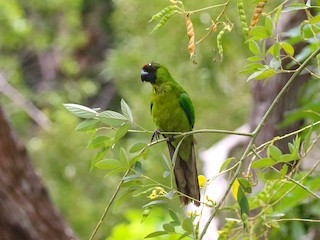 Ouvea Parakeet - eBird
