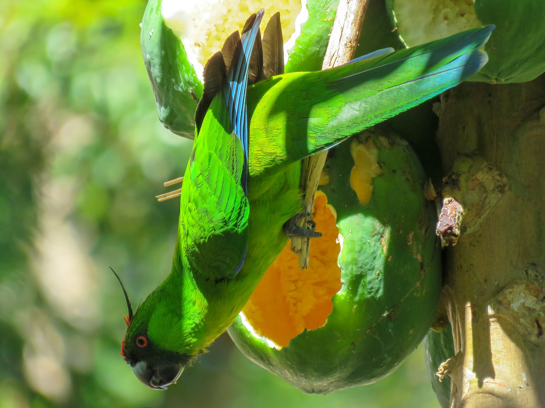 Ouvea parakeet - eBird